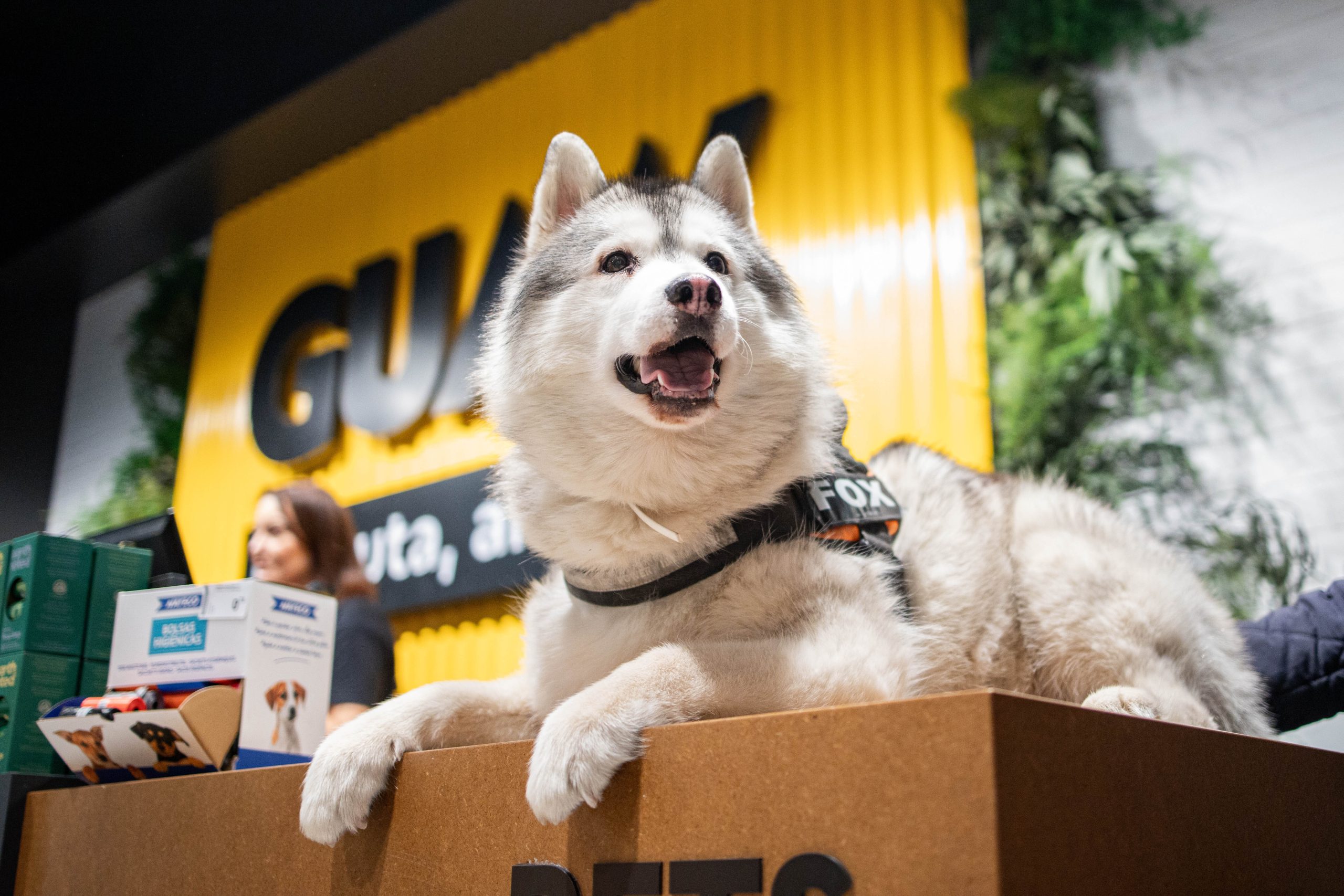 Aprovecha las promociones de Guaw para tus mascotas - La Farga